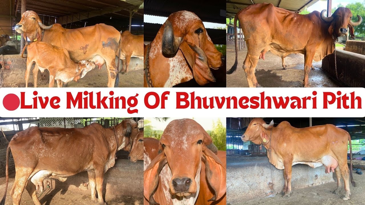 Bhuvneshwari Pith Ki Gayo Ka 🔴LIVE Milking #cow #breeding #gujarat # ...