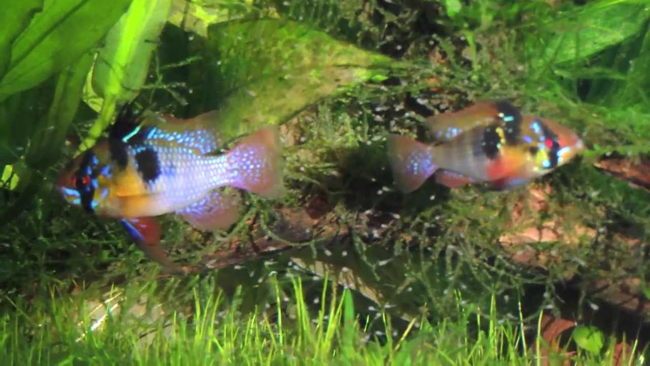 Baby rams in the sunlight 1080P - YouTube