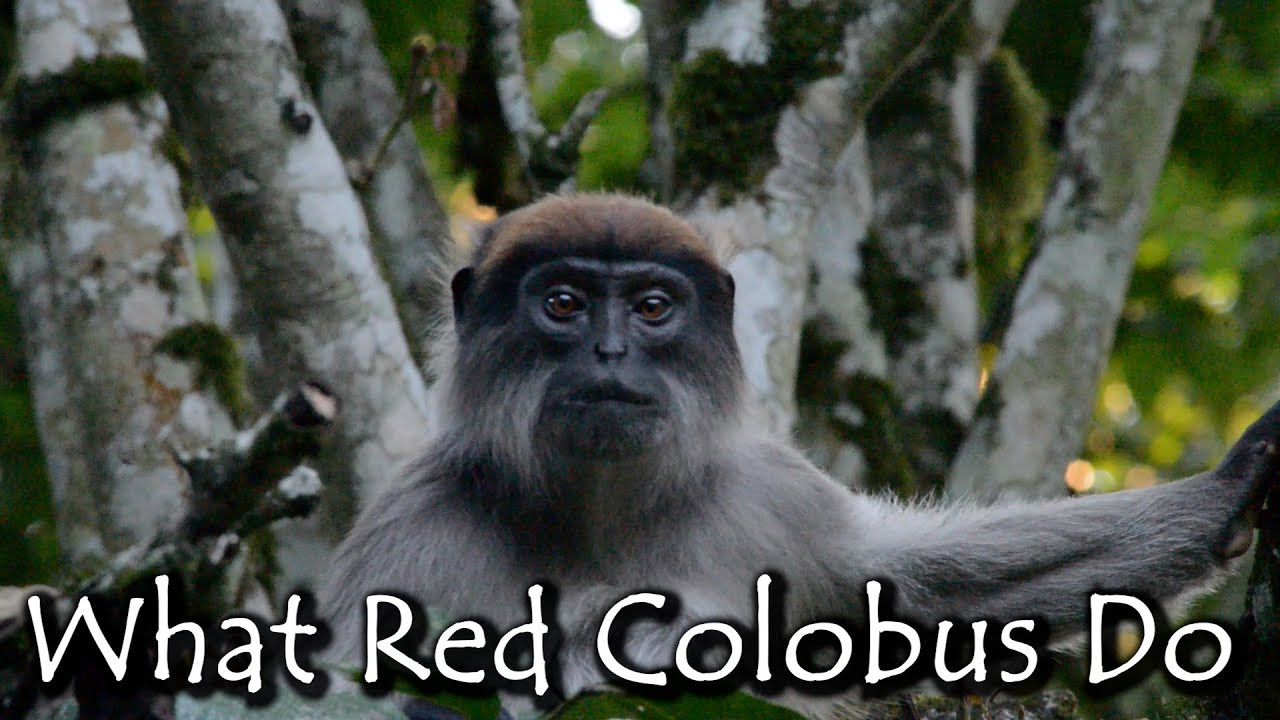 What Red Colobus Do (90% of the time) - YouTube