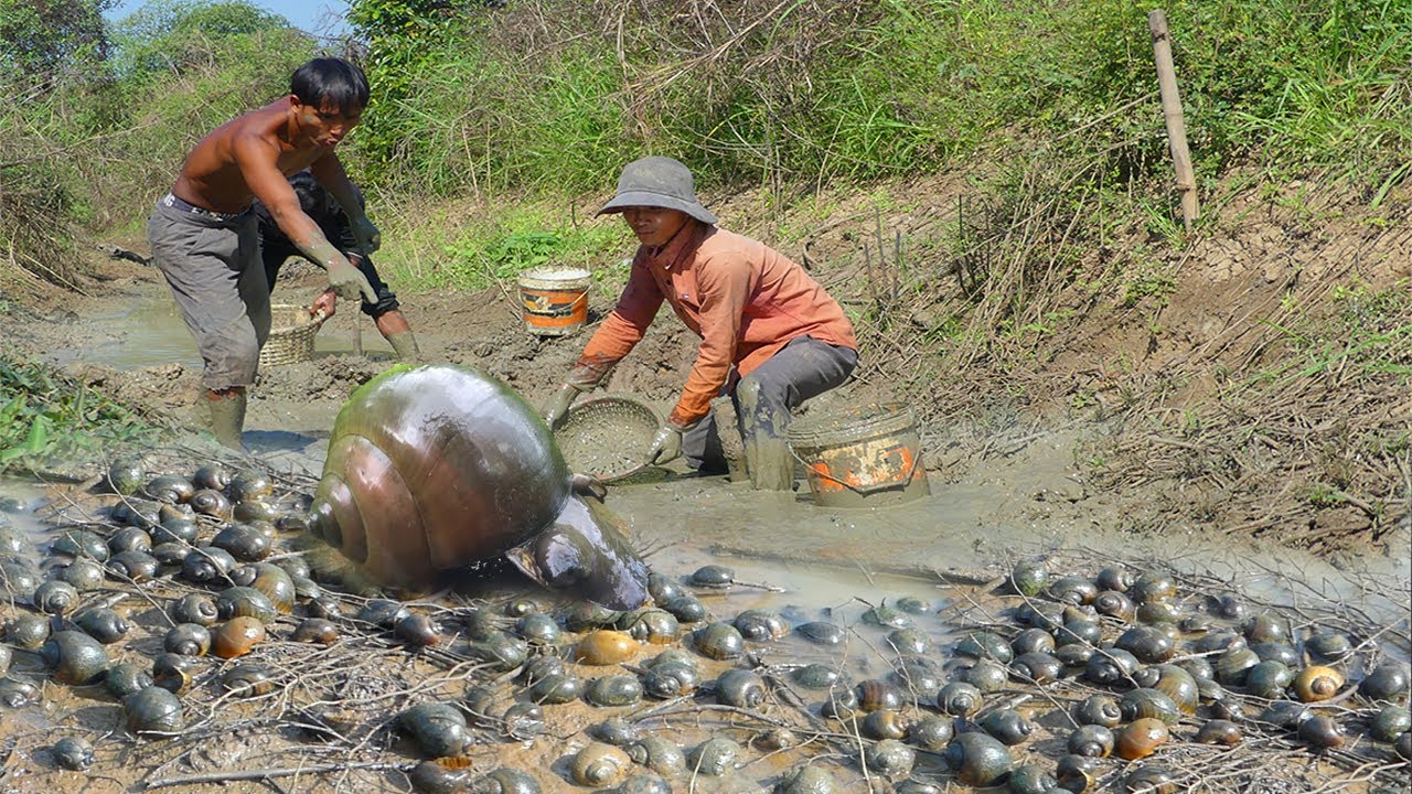 WOW Snail In Water 999M Catch Snails - A Lot Of Snail Catching - YouTube