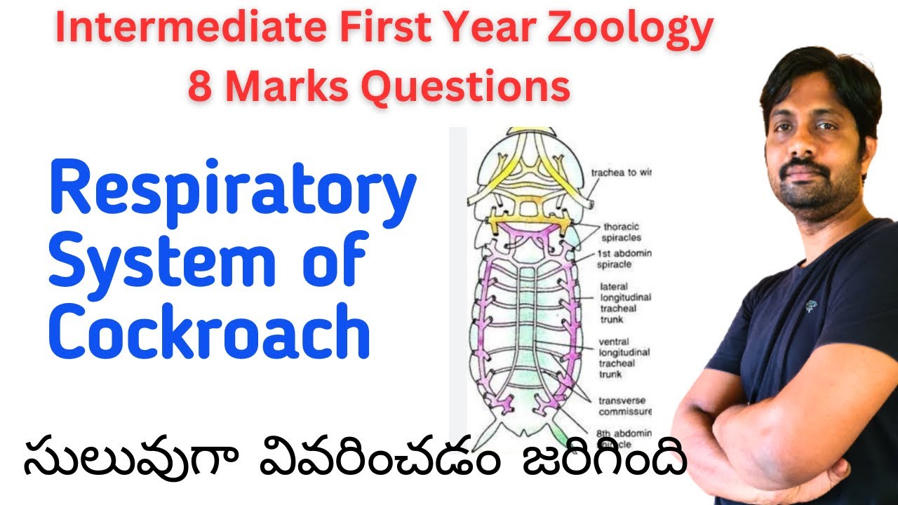 Respiratory System of Cockroach || Inter First Year Zoology Important 8 ...