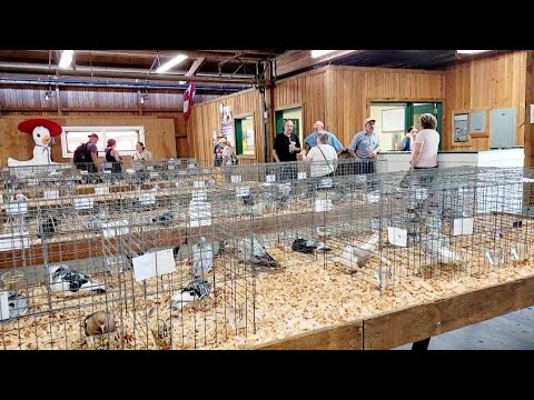 Doves 🕊 Barns inside Washington State Fair in Puyallup WA Saturday ...