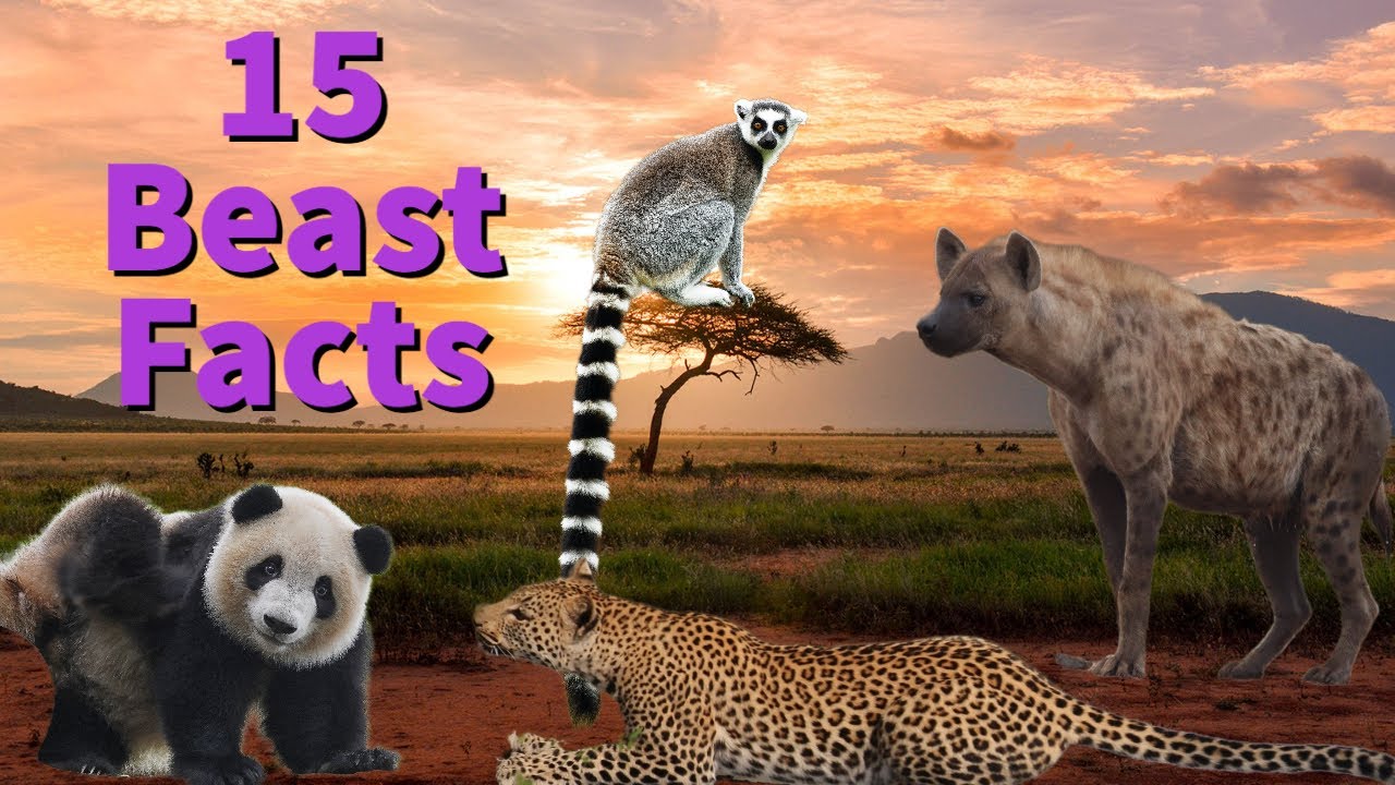 15 Beast Facts, Animal and Wildlife Trivia #5 - YouTube