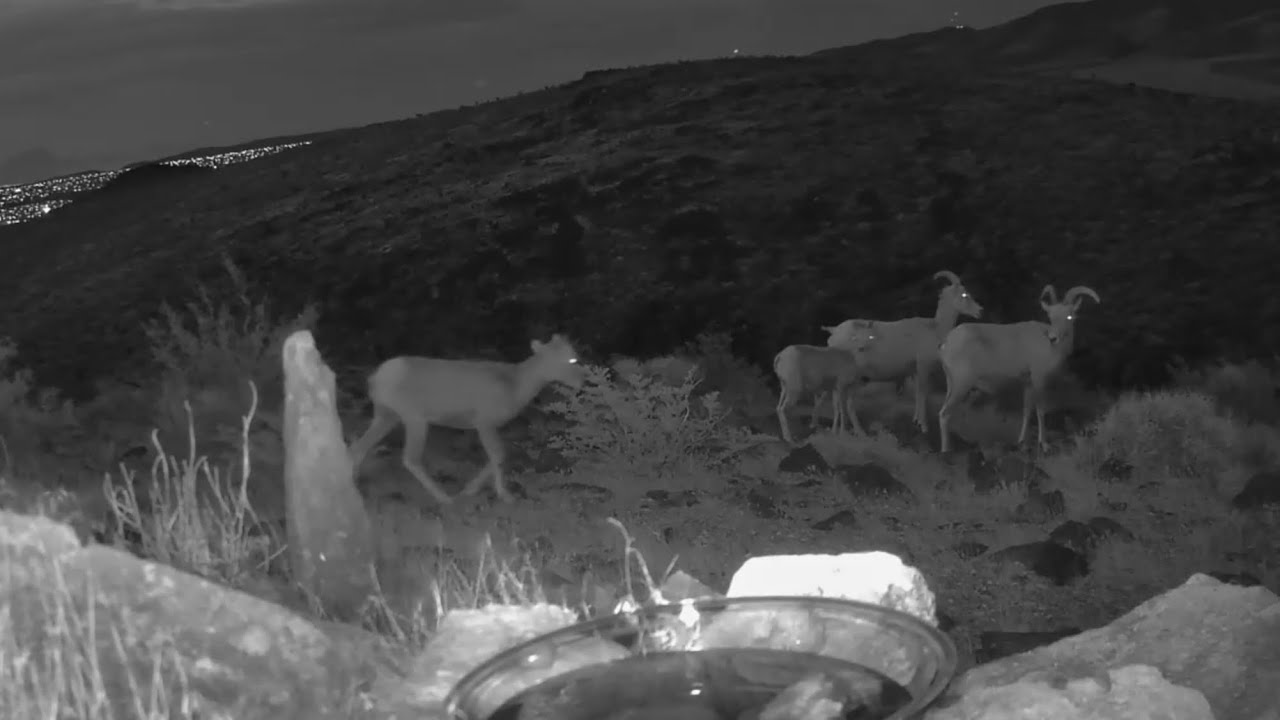 Big Horn Sheep at Night on latest trail camera. - YouTube