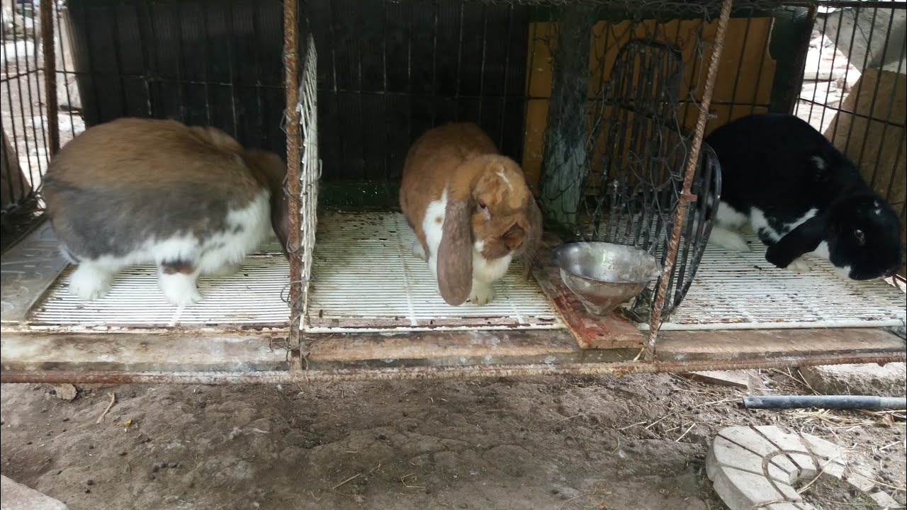 Achizitie de Berbec German si iepuri comuni - YouTube