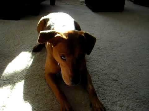 Number 1 Red Sox Fan Dog