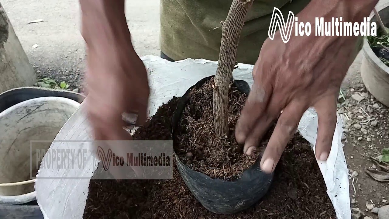 CARA STEK BUNGA BOUGENVILLE / BUNGA KERTAS - YouTube