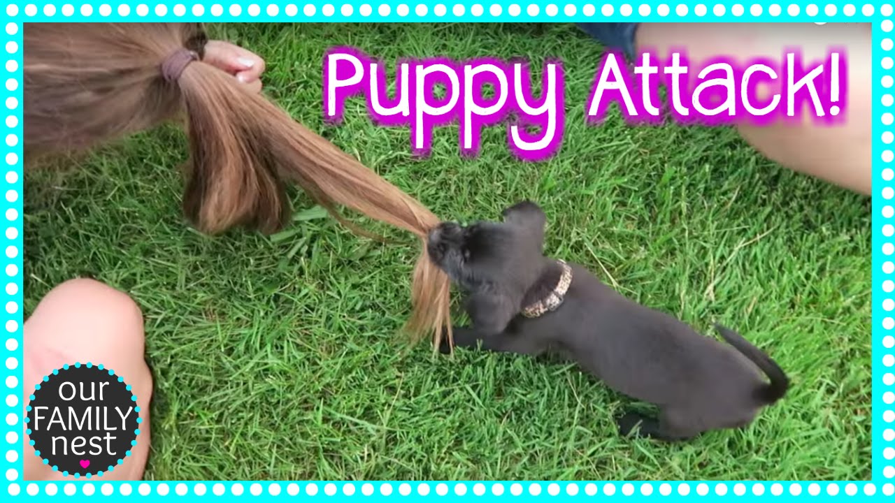 FEROCIOUS PUPPY ATTACK!! - YouTube