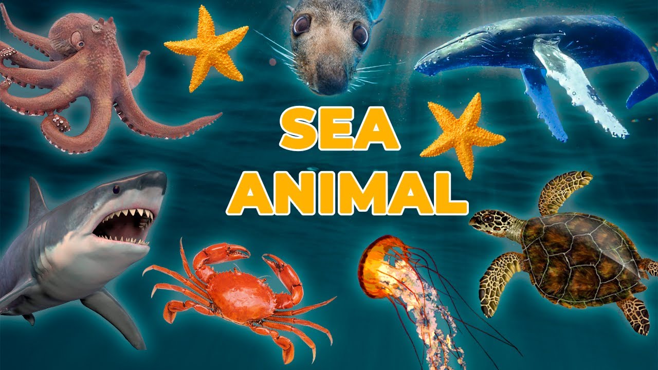 Sea creatures | octopus, turtle, shark, dolphin, fur seal, starfish ...