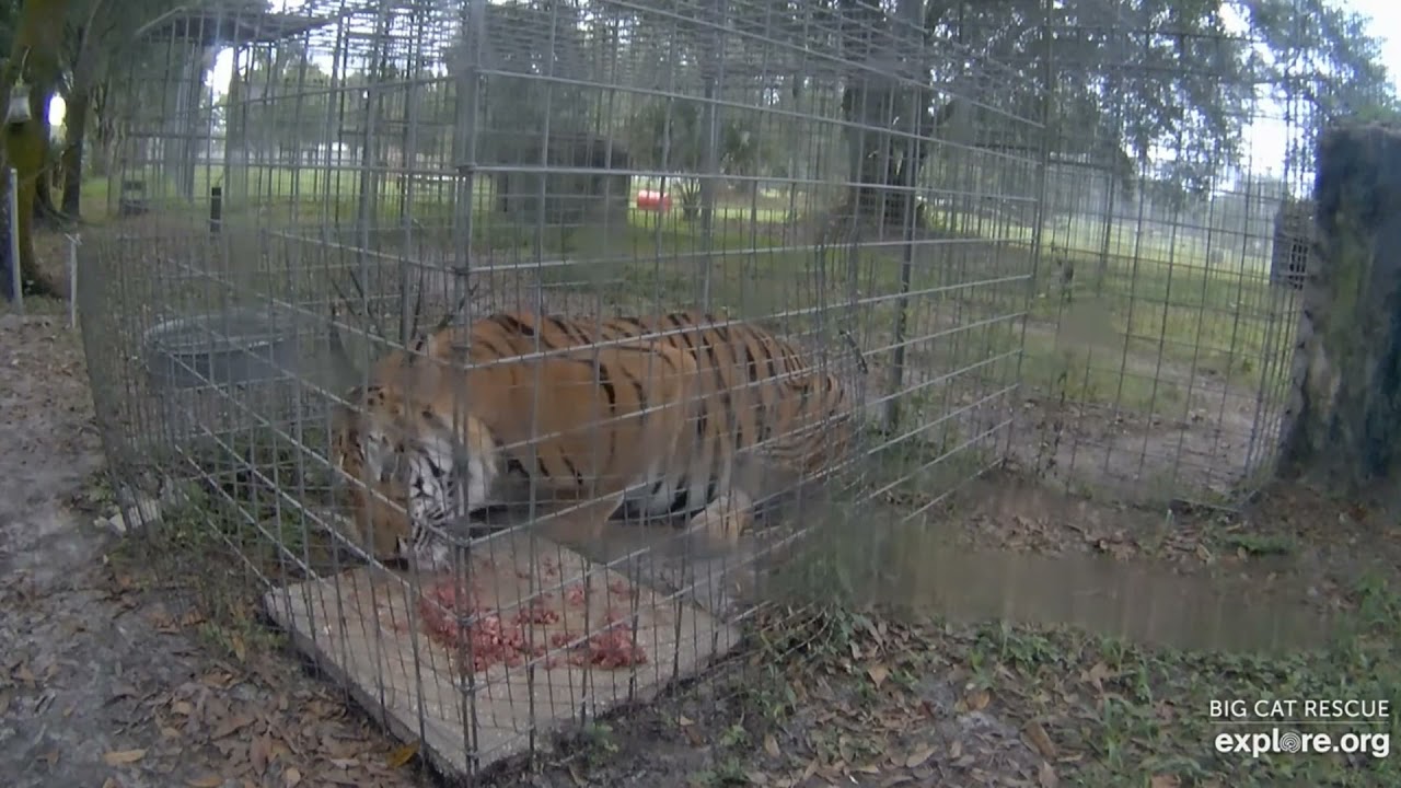 So much better than pumpkin! Kimba tiger at Big Cat Rescue. - YouTube