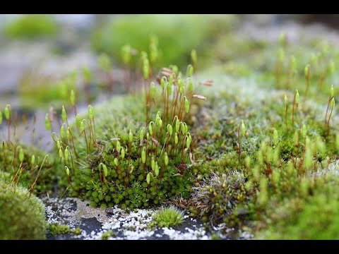 Life Cycle of typical Moss (Bryophyta)||Kingdom Plantae||Class+1||NEET ...