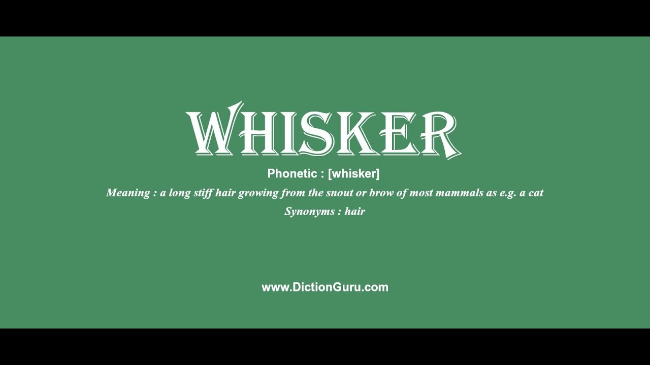 whisker: How to pronounce whisker with Phonetic and Examples - YouTube