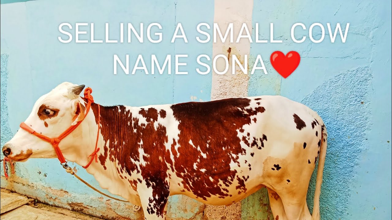 MY LITTLE COW FOR SALE - YouTube