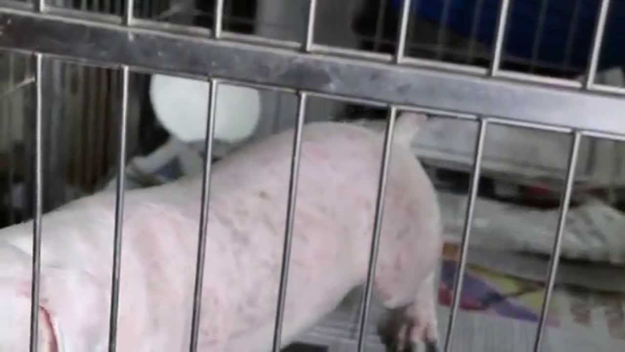 A 3-year-old Schnauzer has itchy back and groin - YouTube