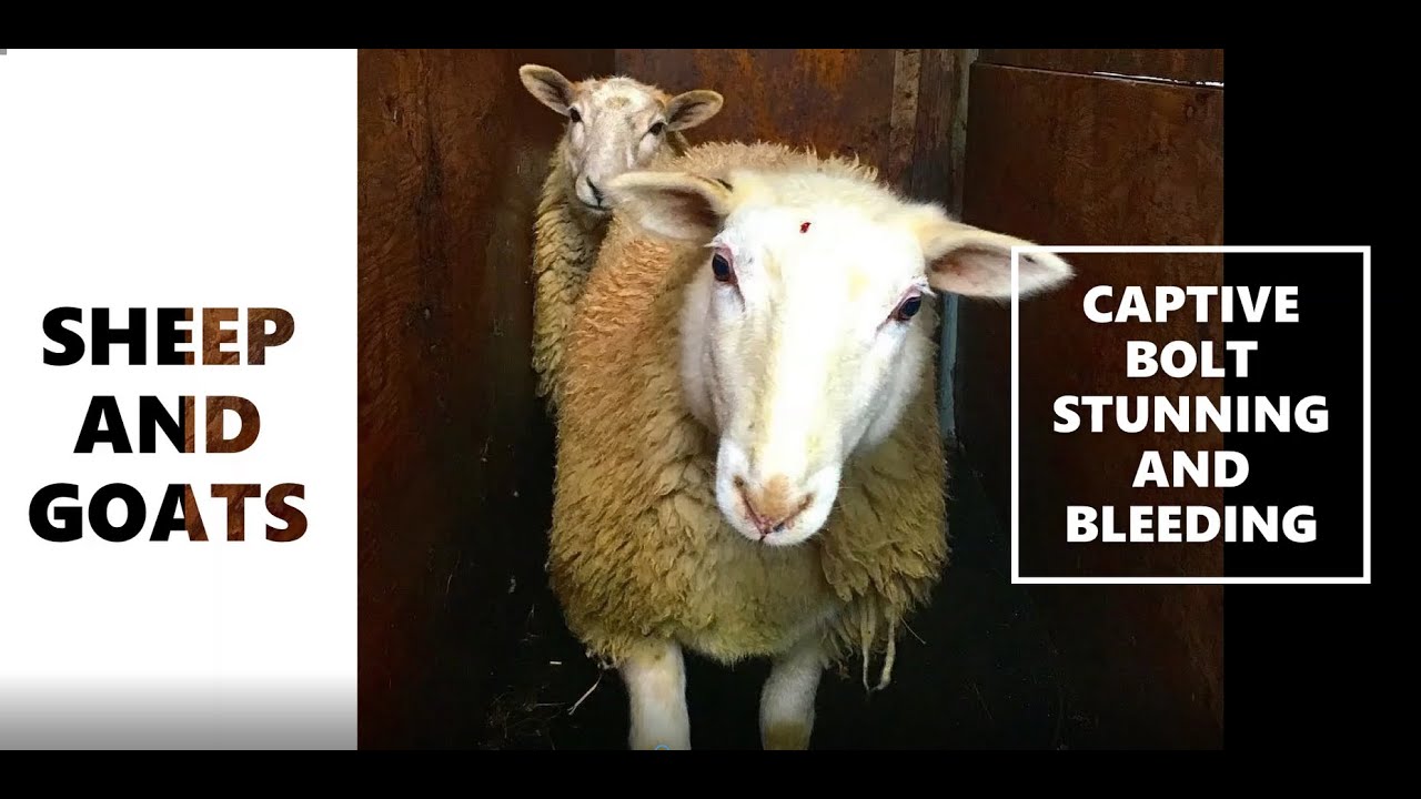 Sheep and Goat on-farm butchery (captive bolt stunning and bleeding ...
