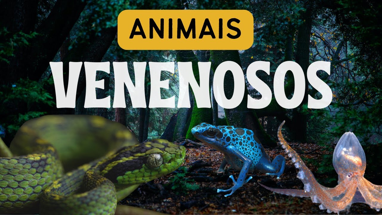 8 ANIMAIS MAIS VENENOSOS DO MUNDO! - YouTube