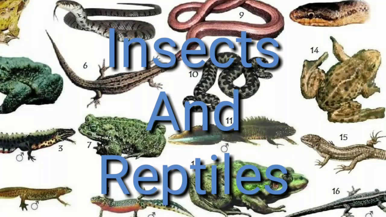 Insects and Reptiles(For Pre Nursery and Toddlers) - YouTube