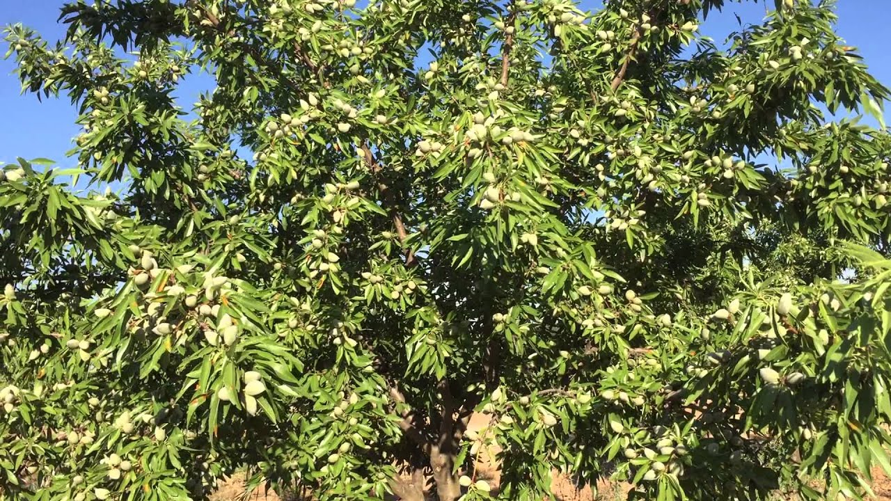 Almendro Penta © 2015 Argamasilla de Alba - YouTube