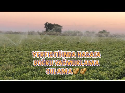 2. Ürün Yerfıstığında Hasata Doğru Son Yağmurlama Sulama Yerfıstığı Yetişitiriciliği Peanut Harvest