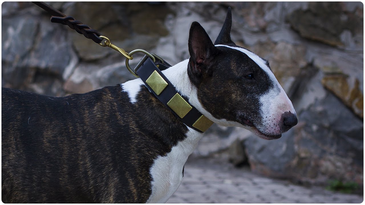 English Bull Terrier walking in War Design Leather Dog Collar - Mighty ...