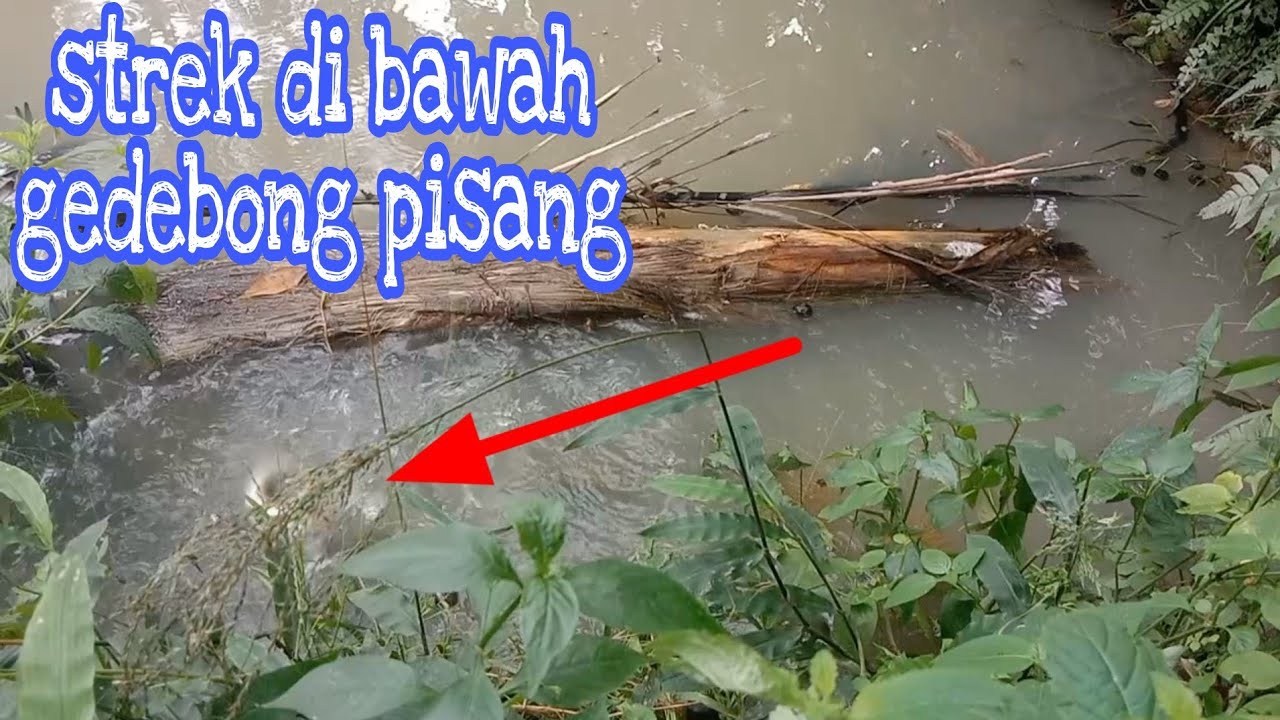 GEDEBONG PISANG TERNYATA TEMPAT PERSEMBUNYIAN KOCOLAN. - YouTube