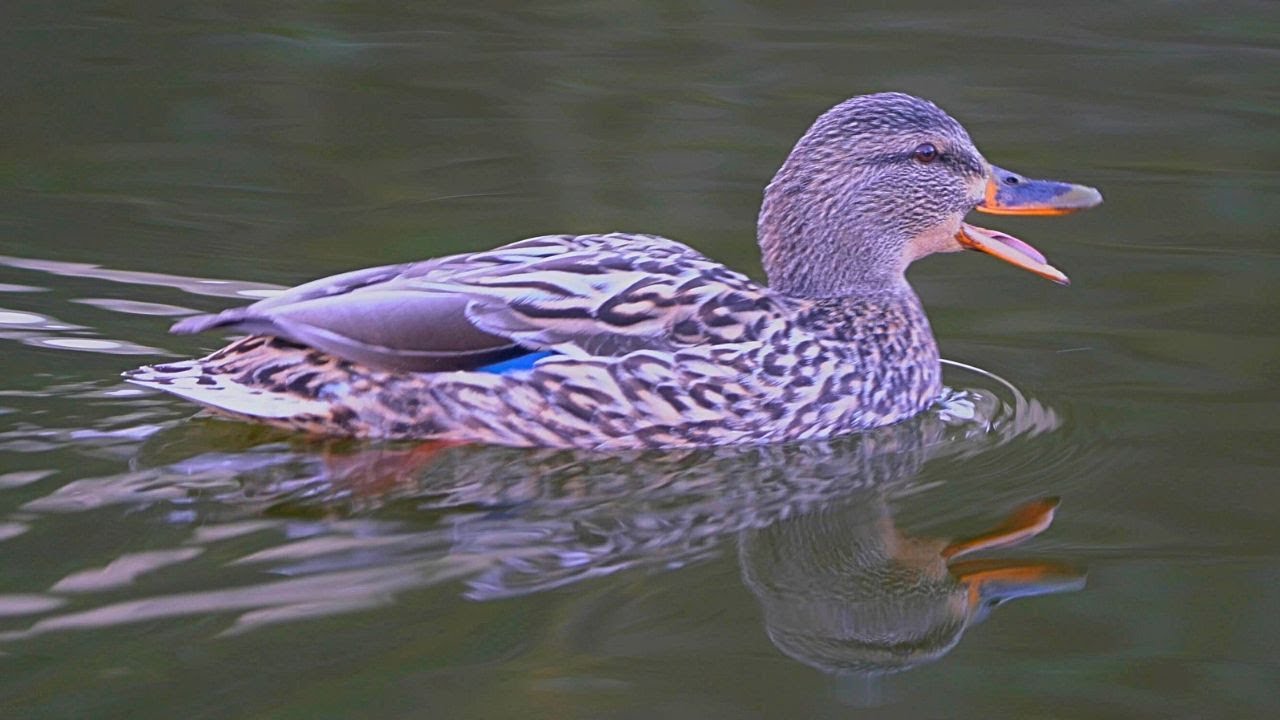 Mallard Duck Hen is Quacking for Her Drake to Come Back [4K] - YouTube