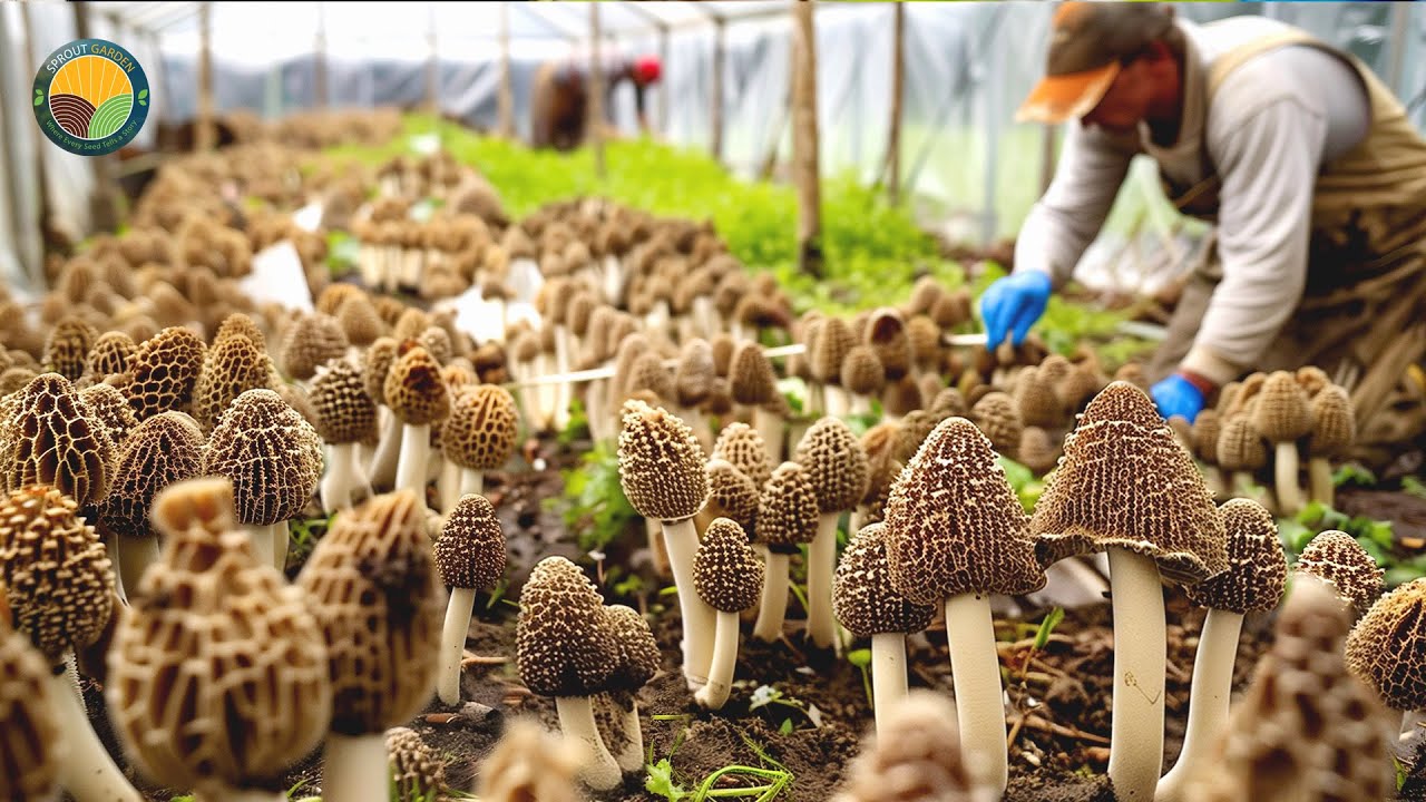 How China Farmers Successfully Grow and Harvest Morel Mushrooms ...