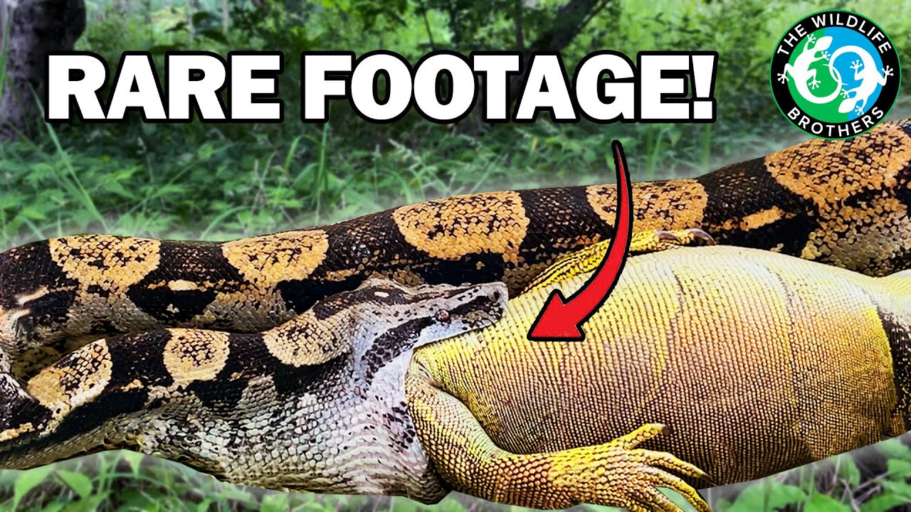 GIANT Boa EATS Iguana! Catching Crazy Reptiles in Ecuador! - YouTube