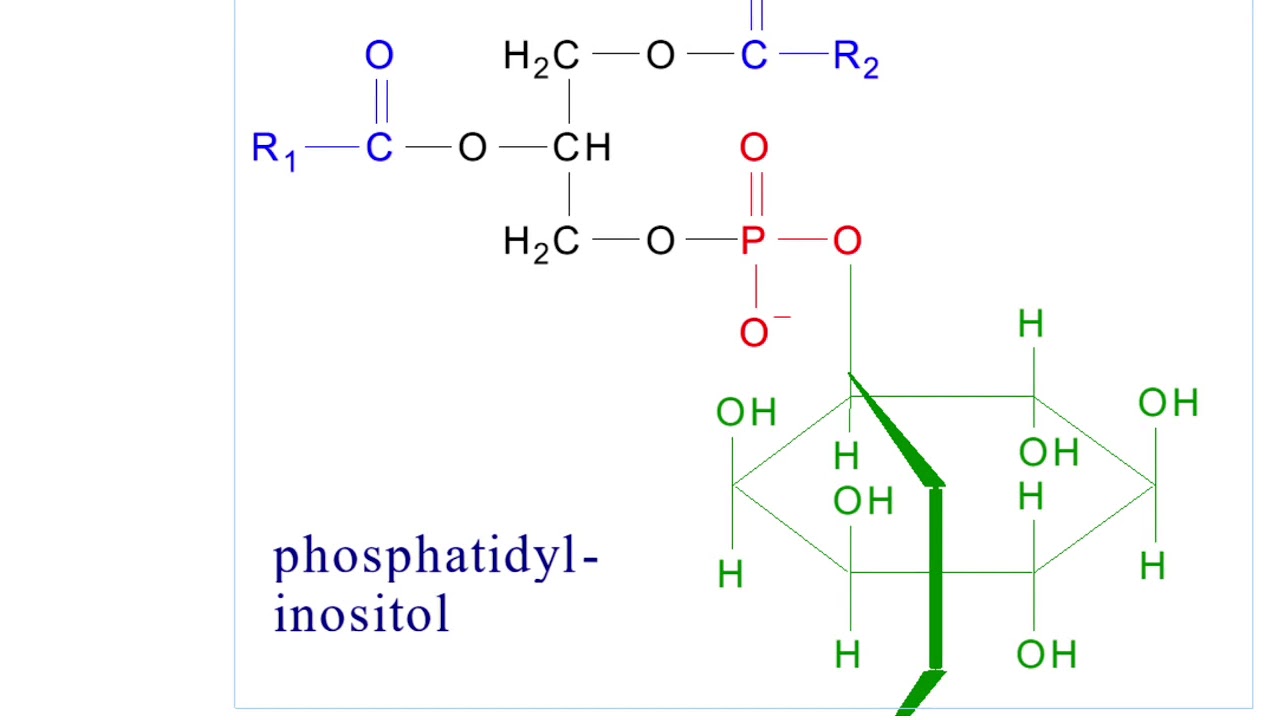 Sphingophospholipids - YouTube