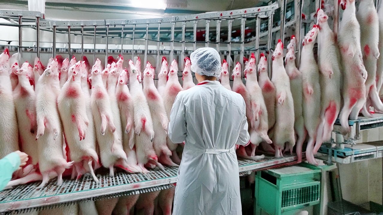 This Farm Raises Thousands of Mink in Modern Cages for Fur - Amazing ...