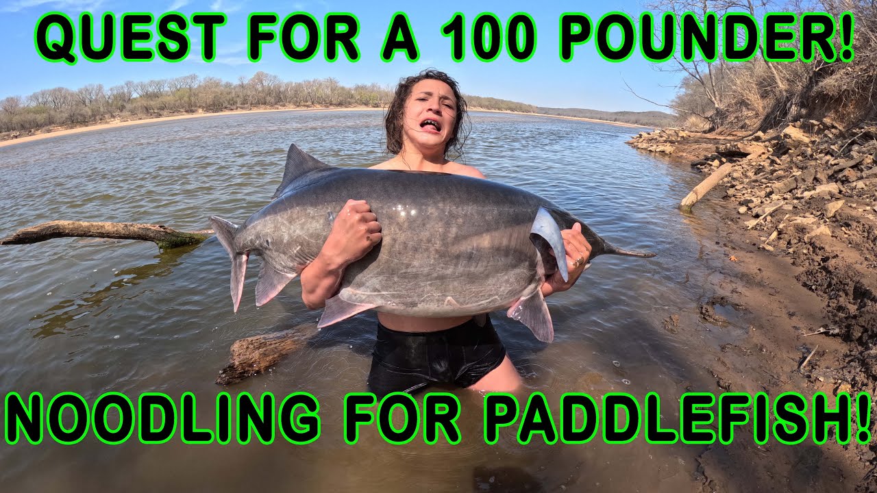 Noodling for Paddlefish! The Quest for a 100 Pound Fish Continues!! We ...