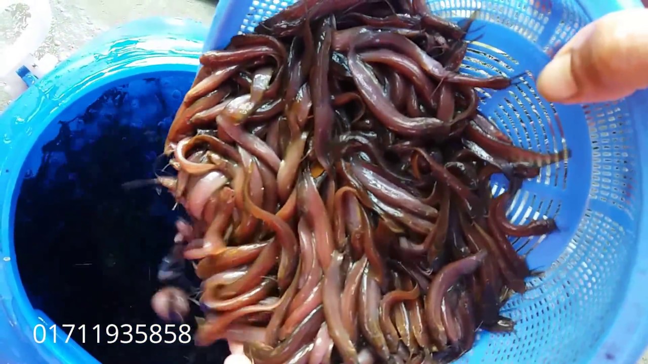 দেশি শিং মাছের খামার | Deshi shing fish project - YouTube