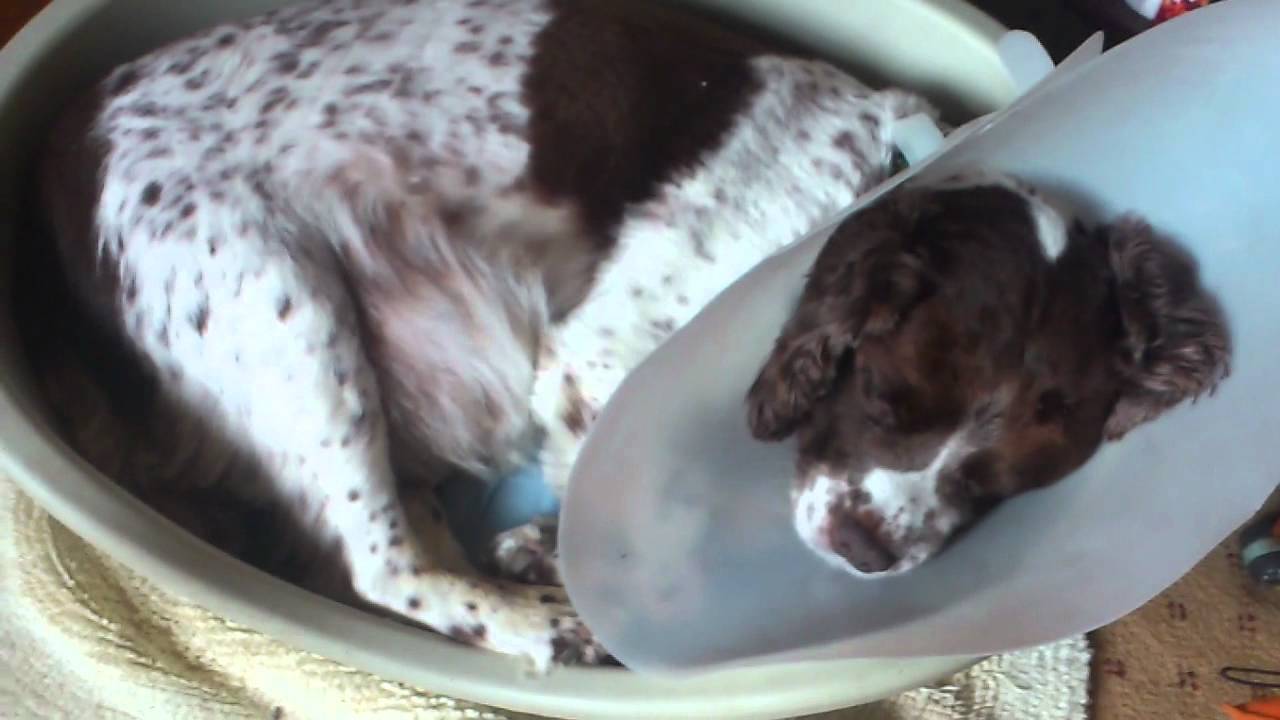 Dog Snoring Funny Part-1 - YouTube