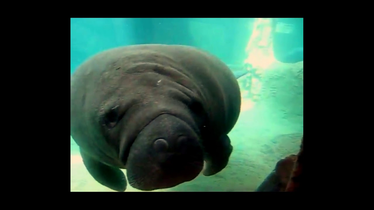 Sea Manatee Fart Meme (2020 REMASTER BY HARLEY THOMAS) - YouTube