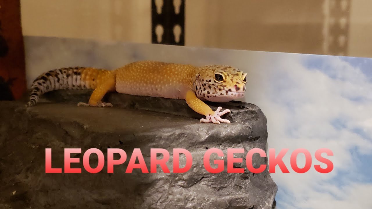 How To: Leopard Gecko Stuck Shed #howto - YouTube