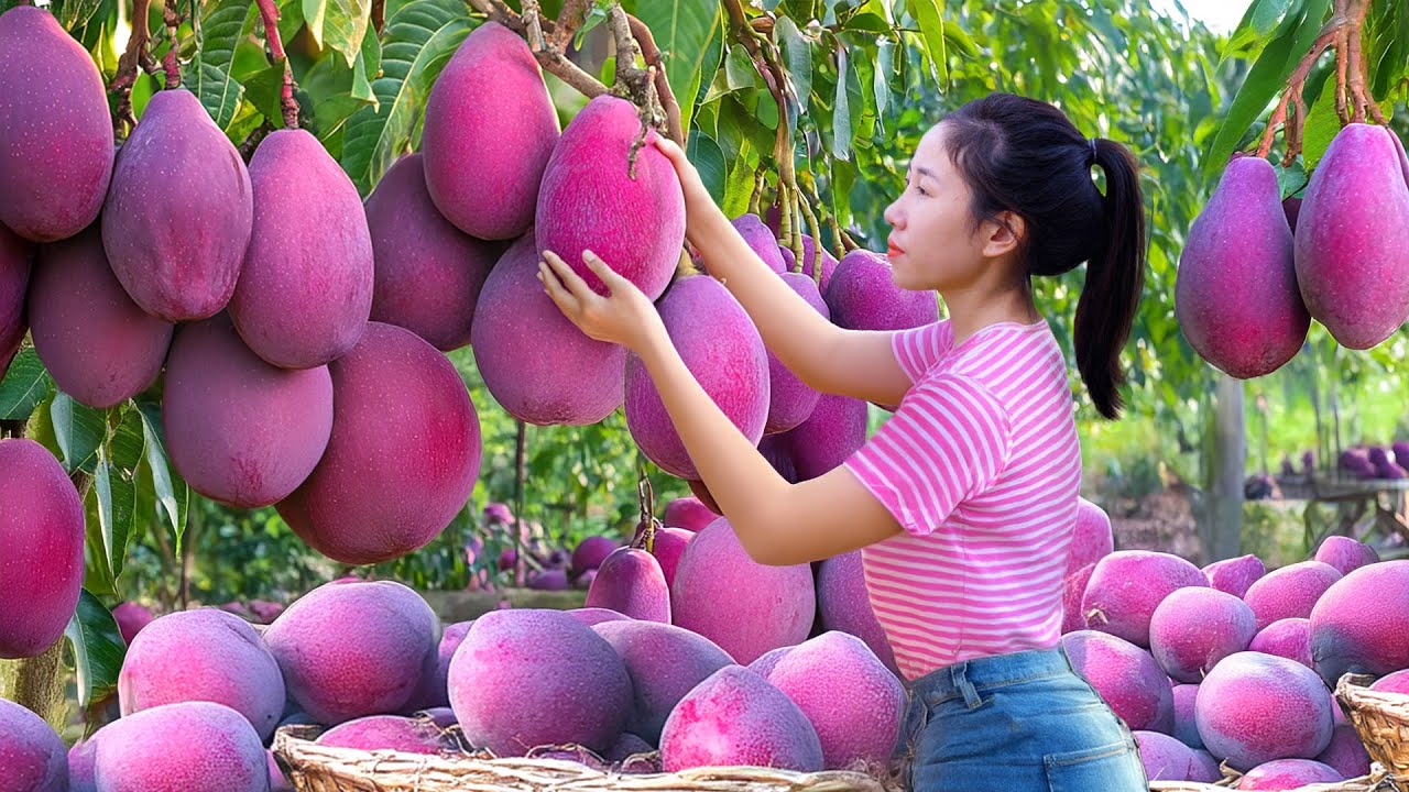 Harvesting Sweet Super Purple Mangoes XoaiTo, Mango Salad Go To Market ...