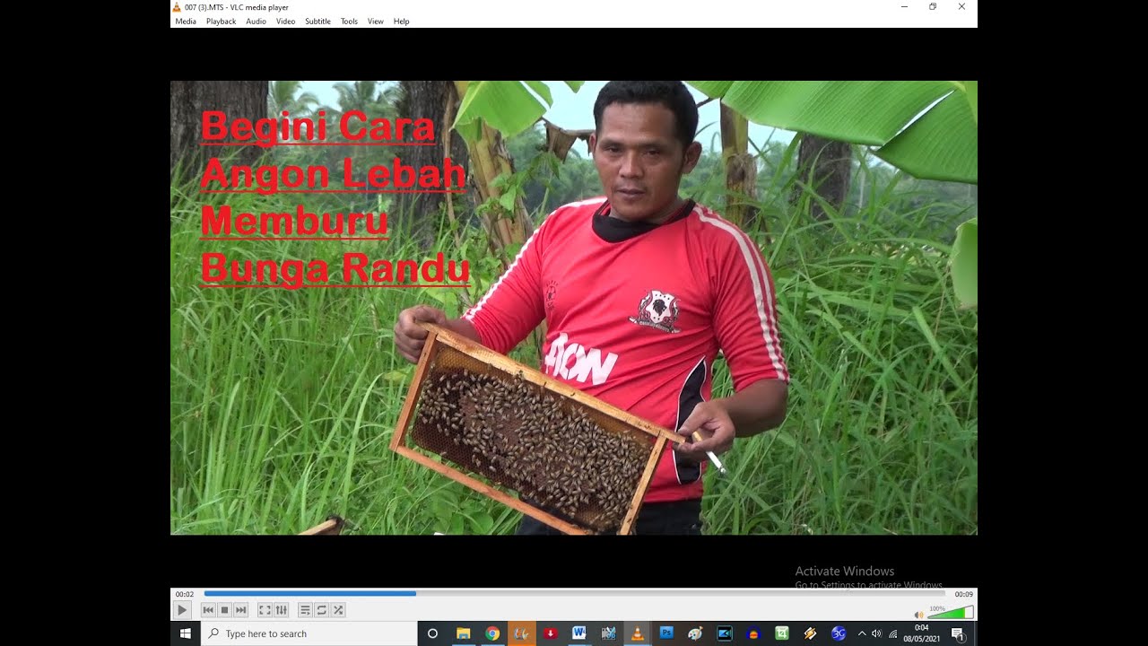 Cara Angon Lebah dan Dapatkan Madu Bunga Randu yang Lezat - YouTube