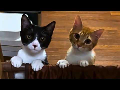 This Is Your Daily Dose Of Cats | Day 95