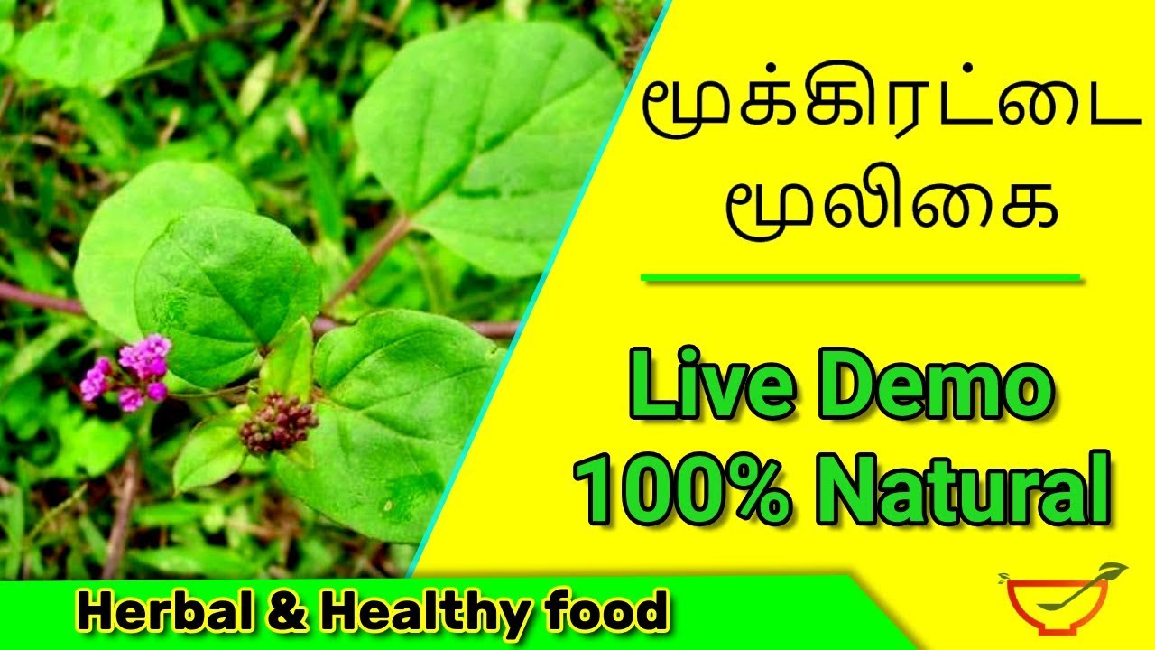 Mookirattai / மூக்கிரட்டை (Bio Name Boerhavia Diffusa) #ayurveda # ...