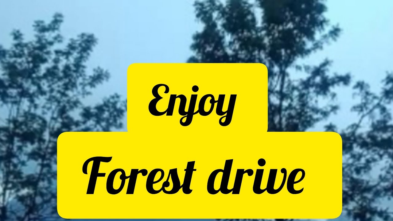 Forest drive - YouTube