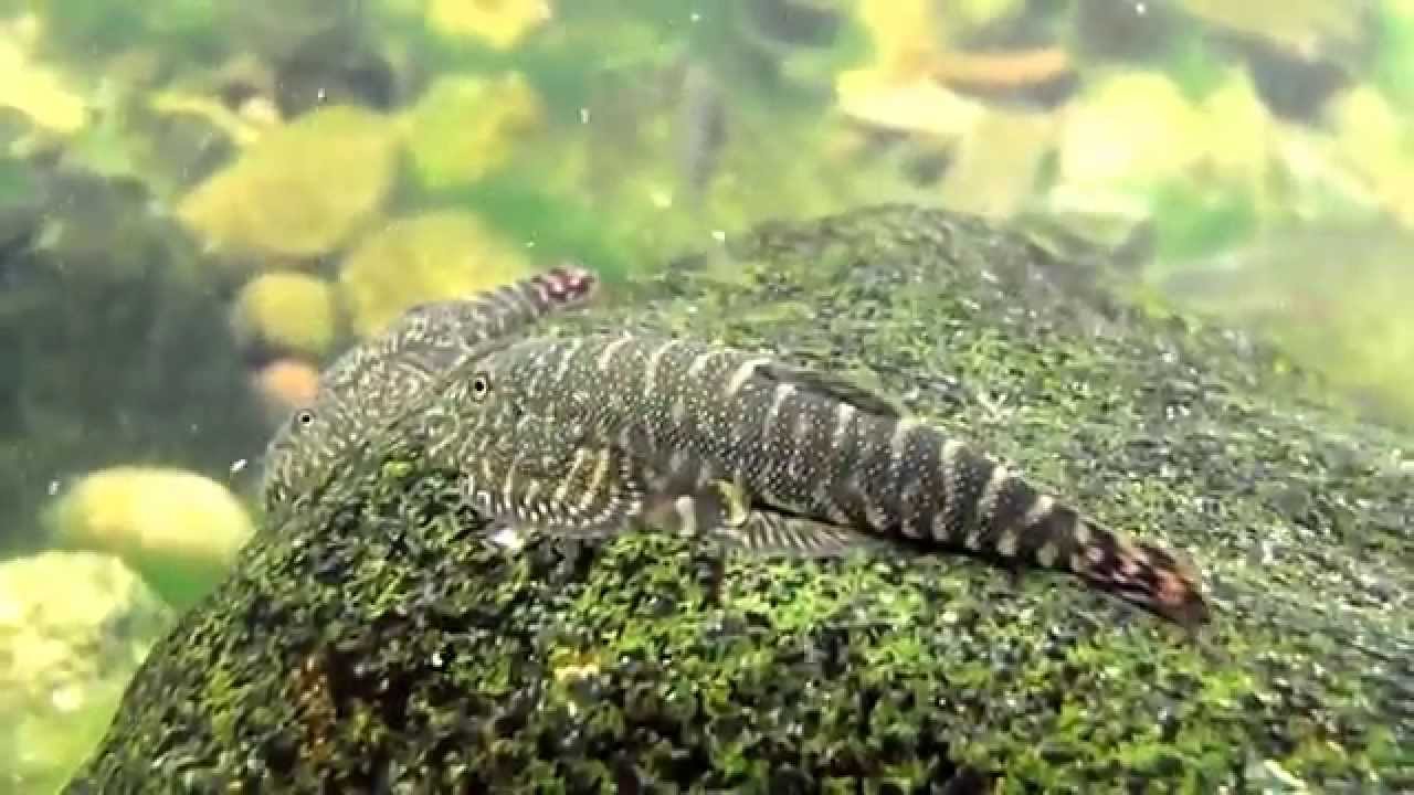Borneo Sucker in natural habitat__sp. SK01_01 - YouTube