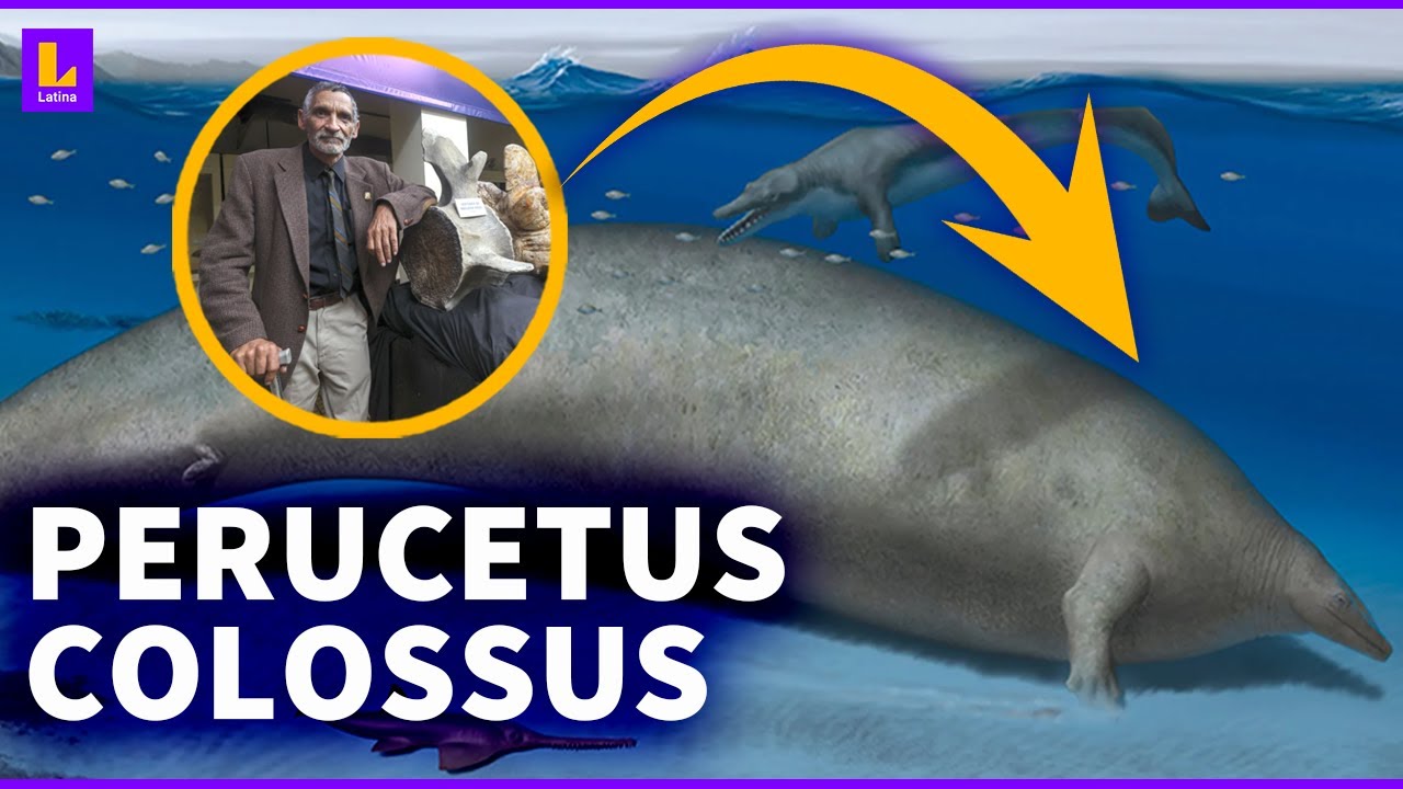 ‘Perucetus colossus’ en Perú: Así puedes ver al animal más pesado que ...