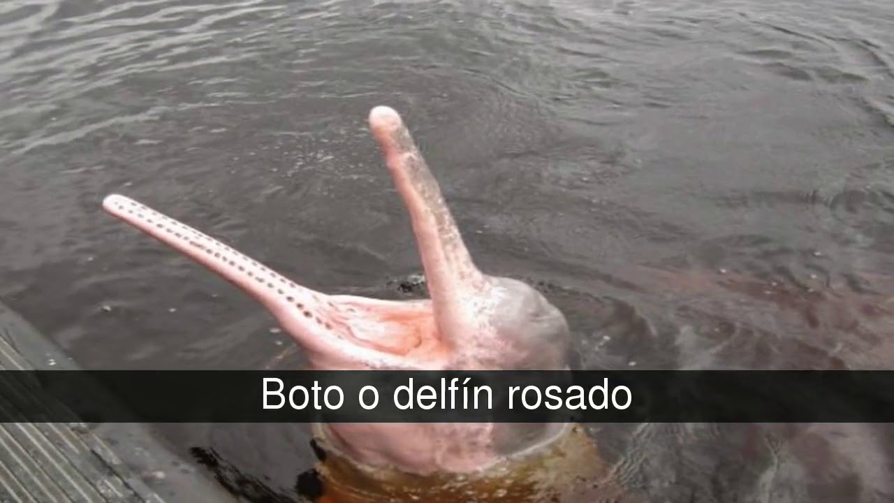 Animales de color rosa - YouTube