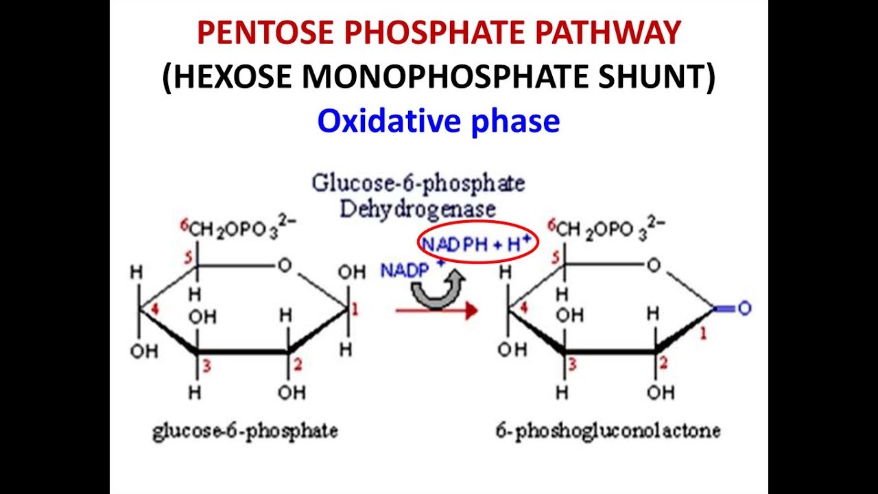 Hexose Monophosphate Pathway or Pentose Phosphate Pathway - YouTube