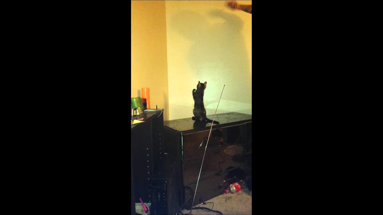 Kitten falling pt 2 - YouTube