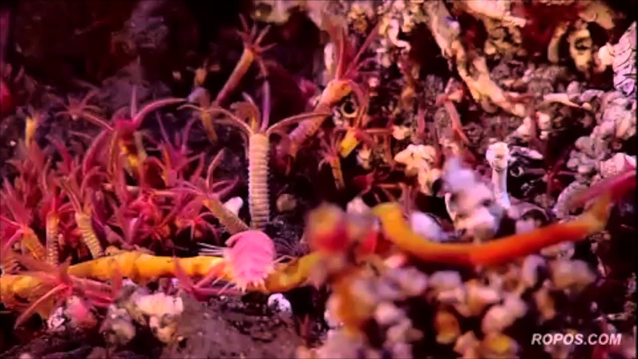 Vulcanoctopus: The Movie - YouTube