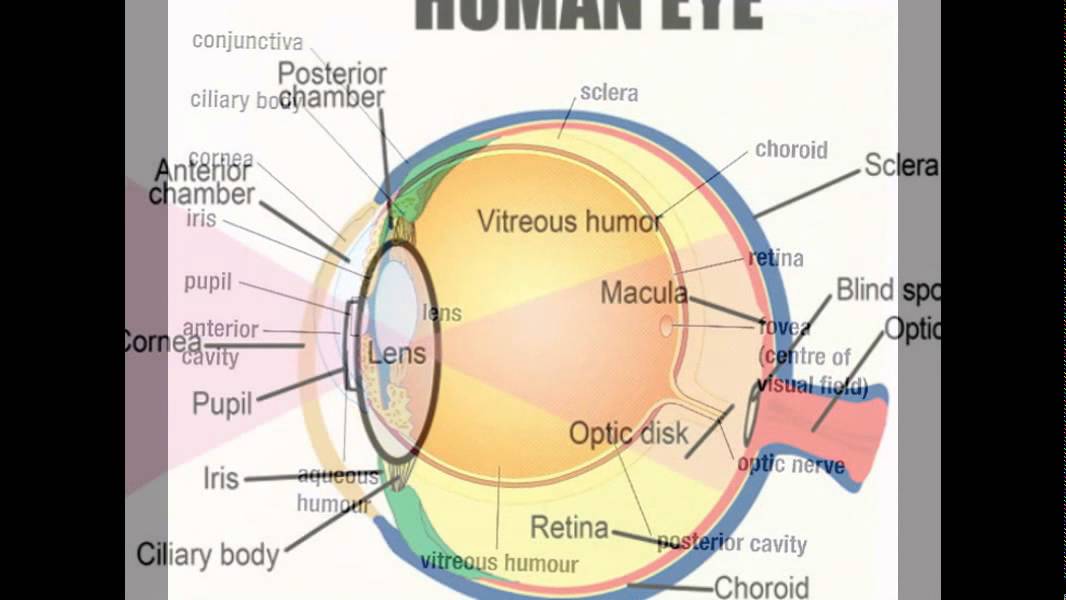 Human Eye And Its Parts - YouTube