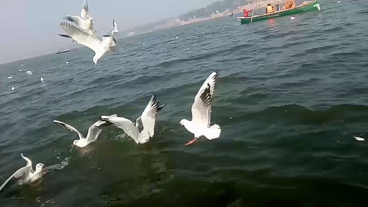 Allahabad Sangam magh Mela Sangam Kshetra feeding Bird - YouTube