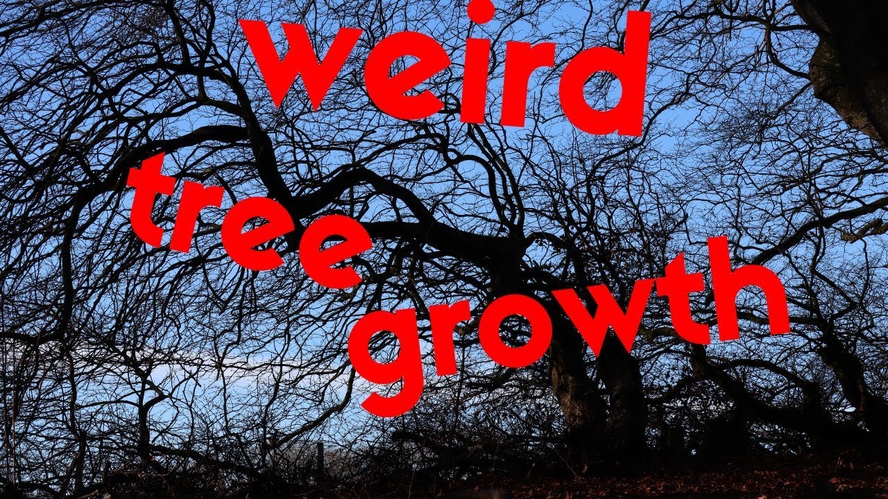 Weird tree growth - YouTube