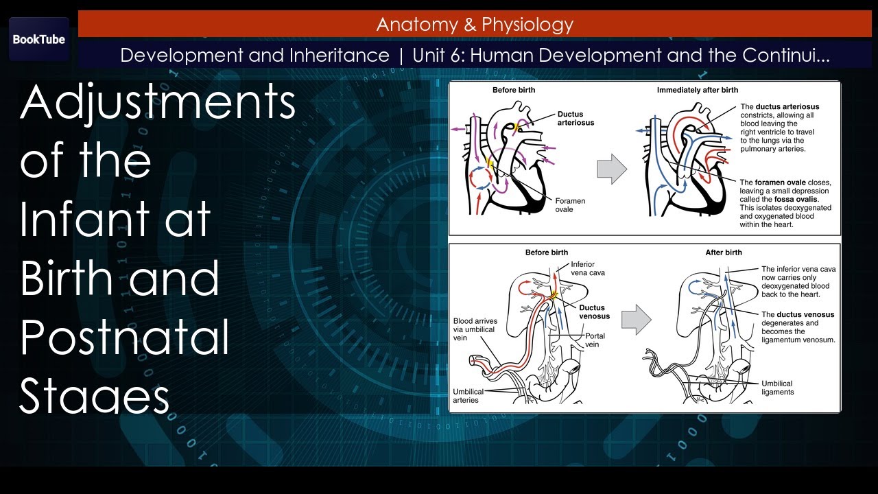 Adjustments of the Infant at Birth and Postnatal Stages | Development ...